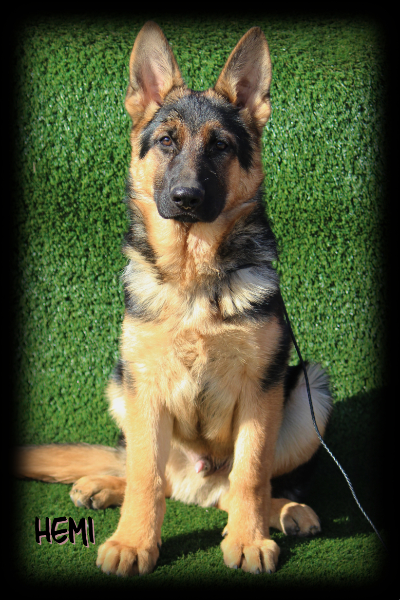 So Cal German Shepherds - Available Puppies